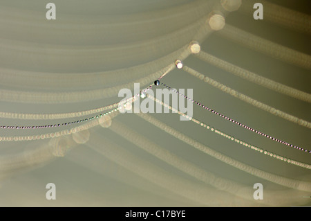 Dewdrops on the spider nets in a paddy field in winter morning. Jashore ...