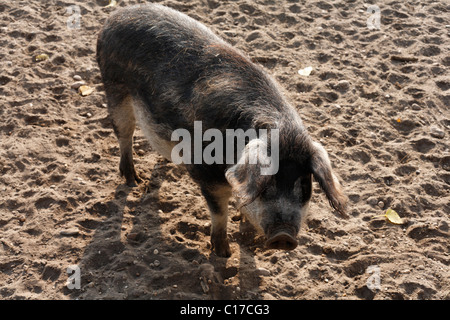 Mangalitsa pig, curly-hair hog, very rare, on the protected species ...