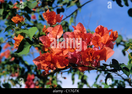 Paper Flower (Bougainvillea glabra), island of Cyprus, Greece, Europe ...
