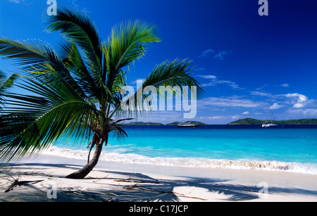 Palm tree on a beach, Solomon Bay, St. John Island, United States ...
