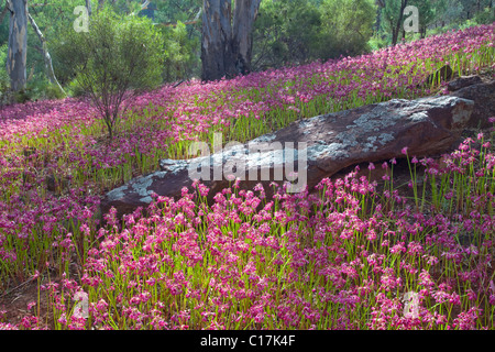 garland lilies (Calostemma purpureum), Flinder Ranges National Park ...