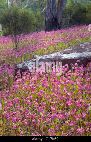 garland lilies (Calostemma purpureum), Flinder Ranges National Park ...