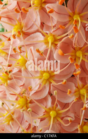 . Eremurus Foxtail Lily, Desert Candle Aristocratic plants growing 6 to ...