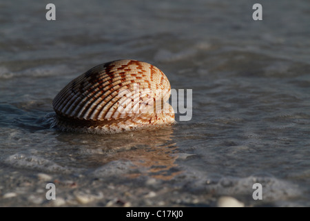 giant Atlantic cockle (Dinocardium robustum Stock Photo - Alamy