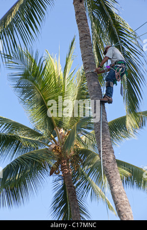 Tree Trimmer on a Palm tree Stock Photo - Alamy