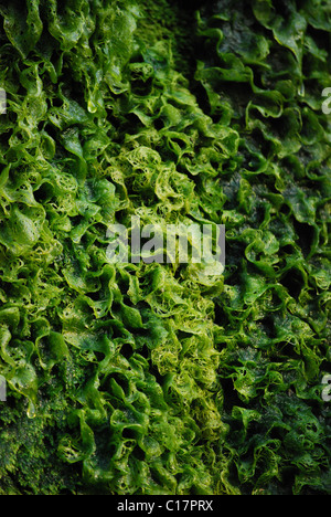 A lush green plant, with vibrant moss cascading down its stem, basks in ...