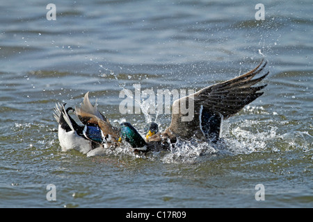 ducks fighting splashing in the water nature scene, action Stock Photo ...