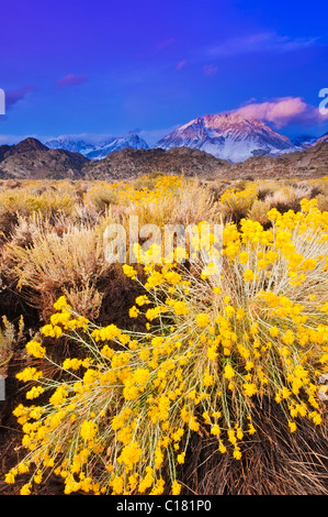 Dawn light on the Sierra crest from Buttermilk Country, Inyo National ...