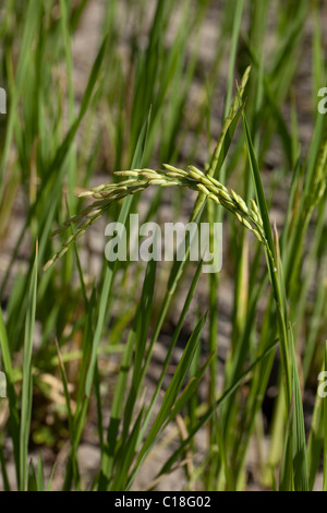 Close-up of rice panicle Stock Photo - Alamy