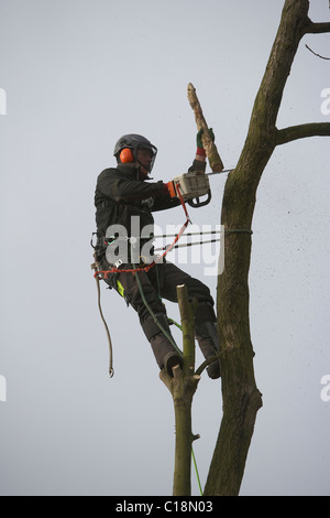 Tree surgeon working on a Ash Tree, UK Stock Photo - Alamy