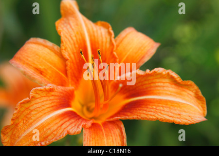 Flower of Hemerocallis fulva Stock Photo - Alamy