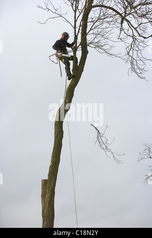 Tree surgeon working on a Ash Tree, UK Stock Photo - Alamy