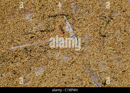 A farmers dry harvested rice grain under the sun at a rice fields in ...