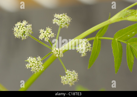 Fool's Water-cress (Apium nodiflorum) in flower, lake margin, Dorset ...