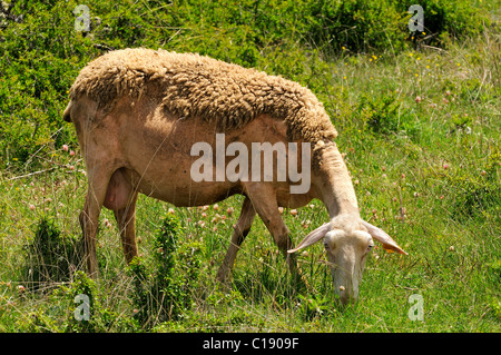 Lacaune sheep, Roquefort Region, France, Europe Stock Photo - Alamy