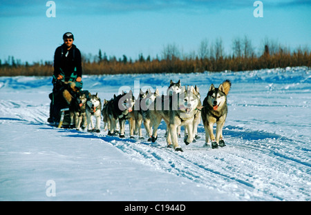 USA Alaska Musher and dog team races past Charlie Boulding sleeping on ...