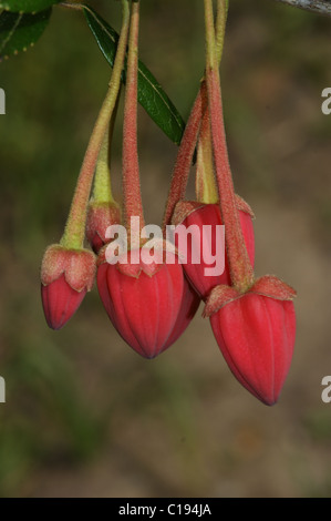 crinodendron hookerianum Chinese Lantern Tree red flower flowers ...