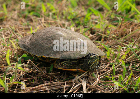 Eastern River Cooter (Pseudemys concinna concinna), juvenile Eastern ...