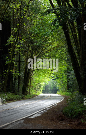 Tree Covered Road Stock Photo - Alamy