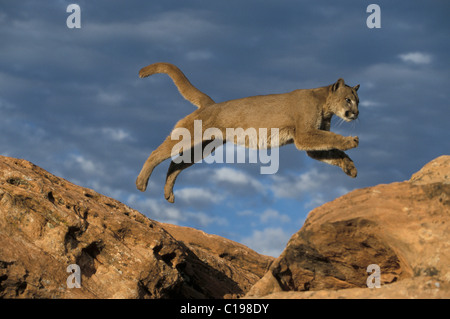 Cougar (Puma concolor) leaping, Montana, USA Stock Photo - Alamy