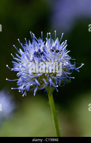 The blue flowers of the Sheep's bit or sheep scabious (Jasione montana ...