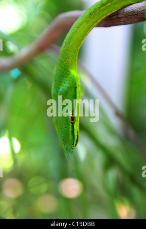 Giant Green Parrot snake ( Leptophis ahaetulla ) , Panama Stock Photo ...