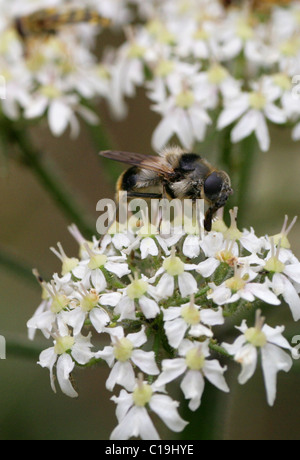 Bee Mimic Hoverfly Cheilosia illustrata Stock Photo - Alamy