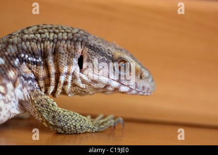 Bosc Monitor/Savannah Monitor Lizard (varanus exanthematicus Stock ...
