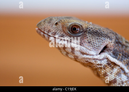 Eye of Bosc Monitor Lizard or savannah monitor Varanus exanthematicus ...