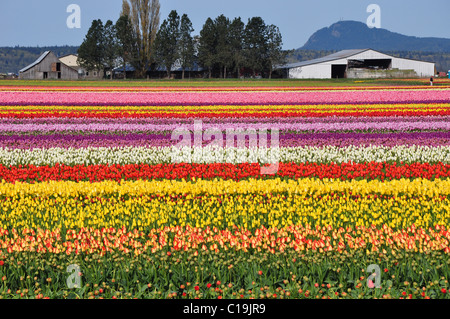 Beautiful colorful tulips in early spring in the garden on a background ...