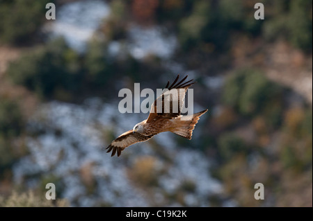 Red Kite ( Milvus milvus ) in the winter sunshine in the Cotswold Hills ...
