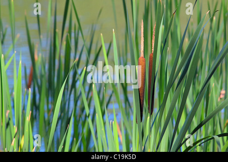 Reed mace, bulrush marsh cane. Faded Typha latifolia. Typha is a genus ...