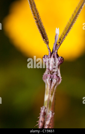 Close up view of a male empusa pennata insect Stock Photo - Alamy