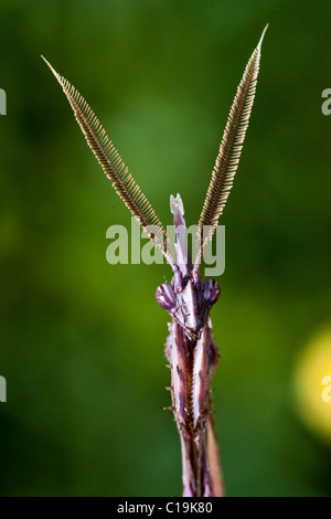 Close up view of a male empusa pennata insect Stock Photo - Alamy