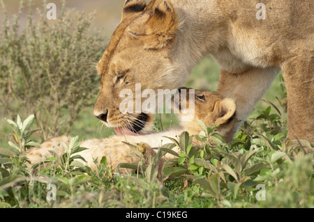 Stock photo of a lion cub bathing himself on a log Stock Photo - Alamy