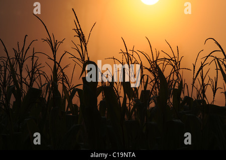 Indiana sunrise with corn Stock Photo - Alamy