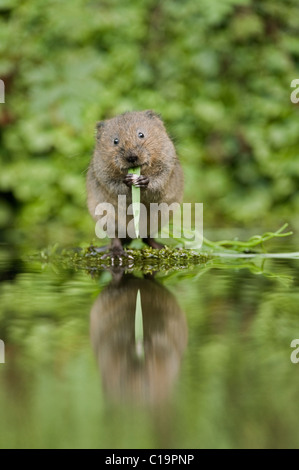 Juvenile Water Vole - Arvicola terrestris Swimming. Spring. Uk Stock ...
