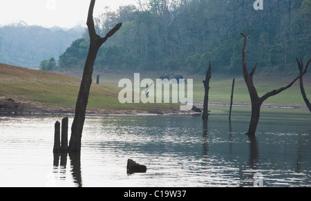 Dead trees in a lake with elephants in the background, Thekkady Lake ...