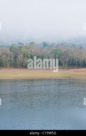 Trees in a forest, Thekkady Lake, Thekkady, Periyar National Park ...