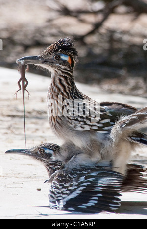 Greater roadrunner (Geococcyx californianus) mating, Anza-Borrego ...