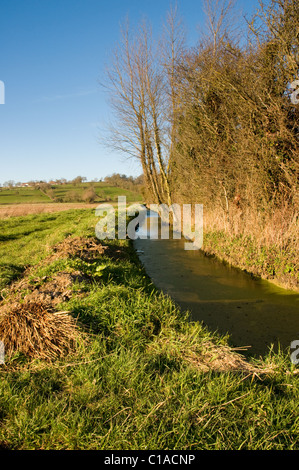 Trees, fields of flat countryside of Somerset near Clutton, England, UK ...