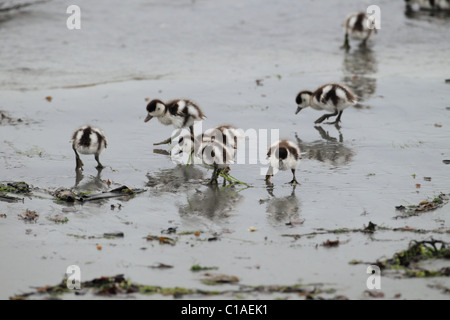 Brant duck with young, Norway Stock Photo - Alamy