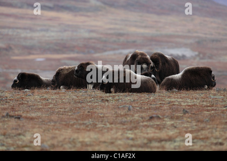 Musk ox herd Norway Dovre Stock Photo - Alamy