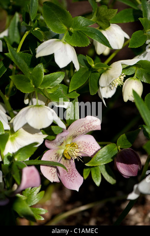 Pink and cream Helleborus x hybridus, hybrid hellebore, Lenten rose in ...
