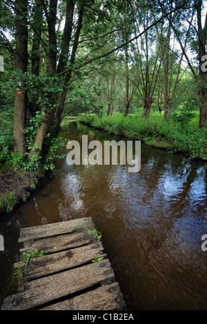 A calm stream running through the trees in the welsh countryside Stock ...