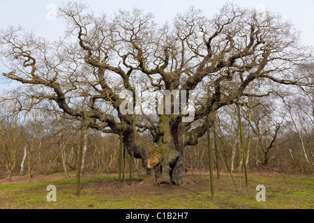 The Major Oak, Sherwood Forest, near Edwinstowe, Nottinghamshire ...