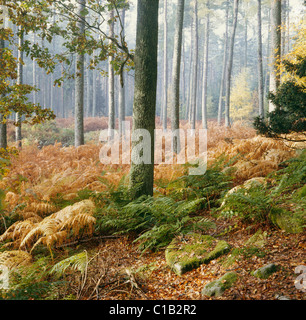 Beautiful, mixed, autumn forest in Poland Stock Photo - Alamy