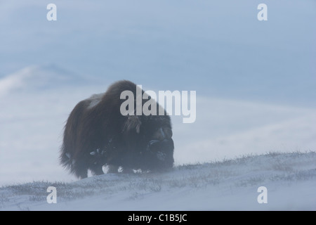 Musk ox feeding Stock Photo - Alamy