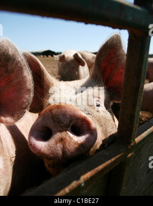 pigs on Packington Fields Farm, Staffordshire, UK - pig farm Stock ...