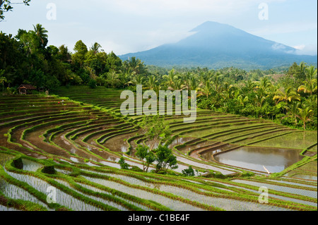 In Belimbing, Bali, Indonesia, rice terraces are flooded for the Stock ...